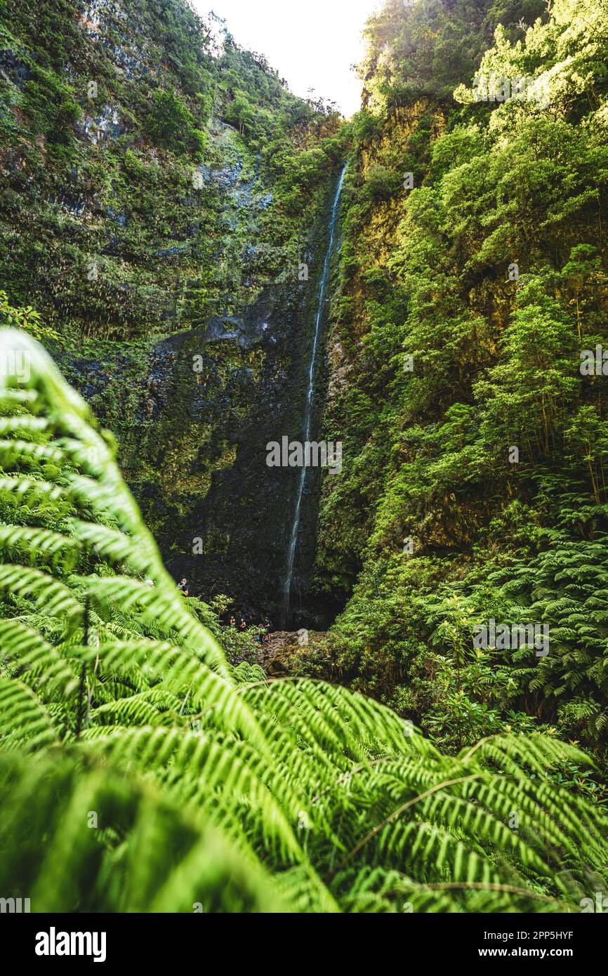 Description: Scenic, overgrown waterfall in the Madeiran rainforest ...