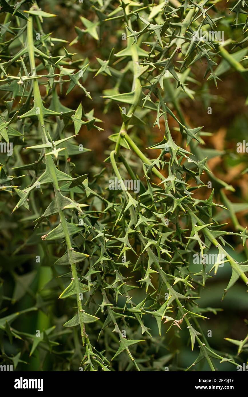 This mesmerizing photograph captures the essence of a majestic cactus ...