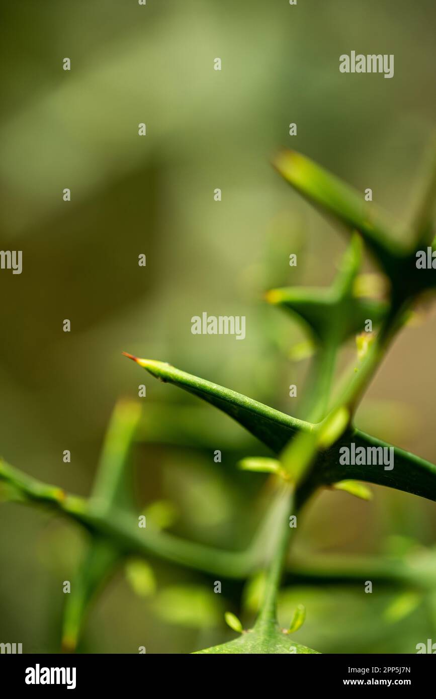 This mesmerizing photograph captures the essence of a majestic cactus ...