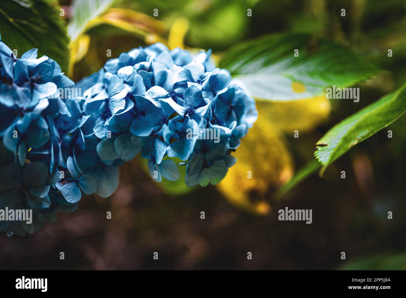 Description: Beautiful blue flowers photographed at a picturesque ...
