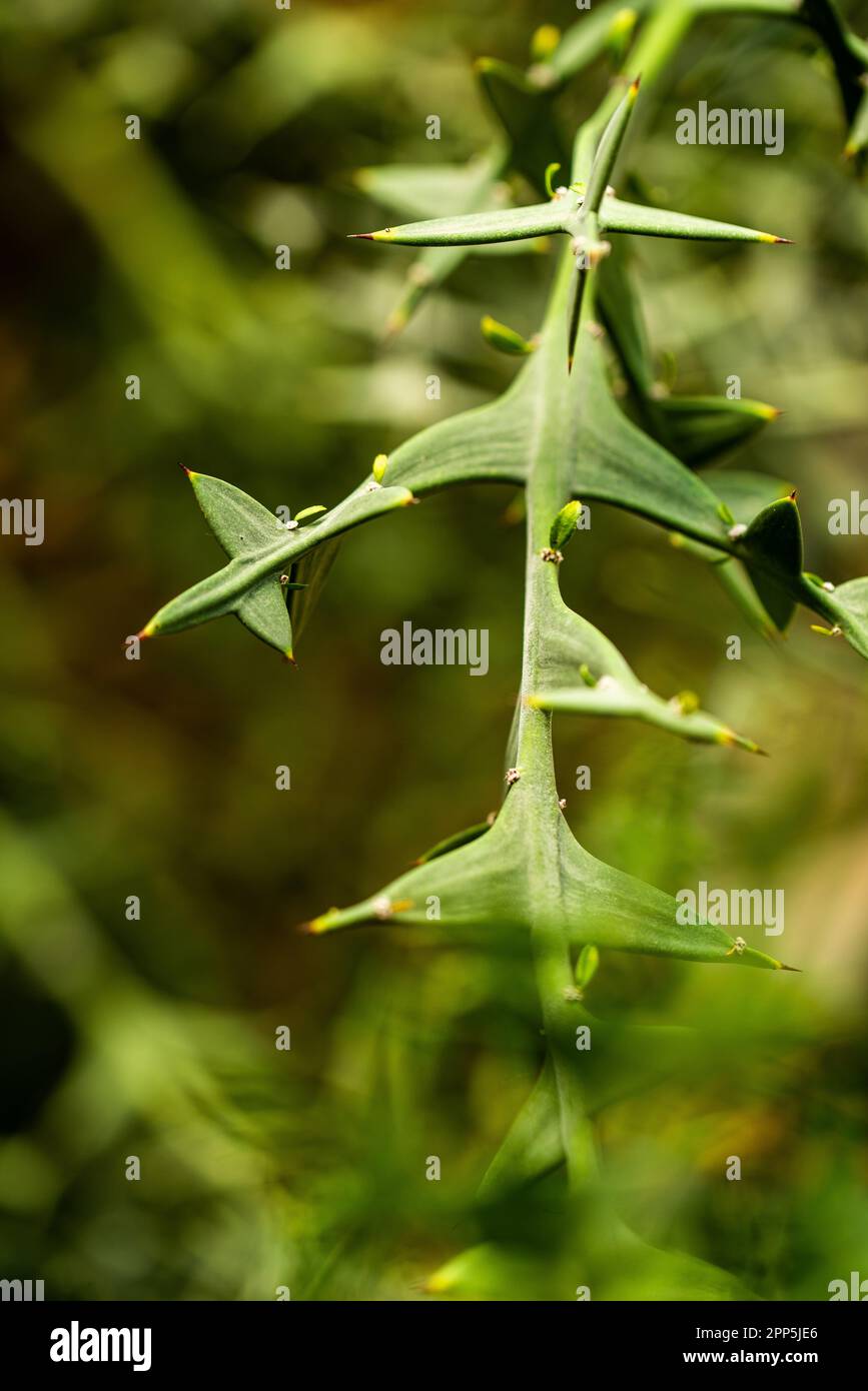 This mesmerizing photograph captures the essence of a majestic cactus ...