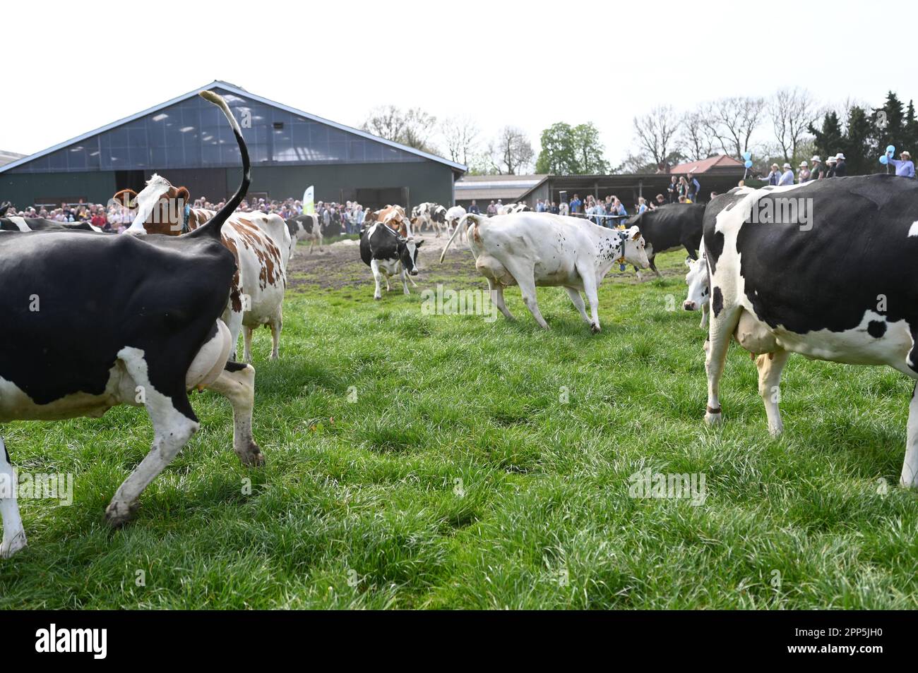 Hundreds of cows hi-res stock photography and images - Alamy