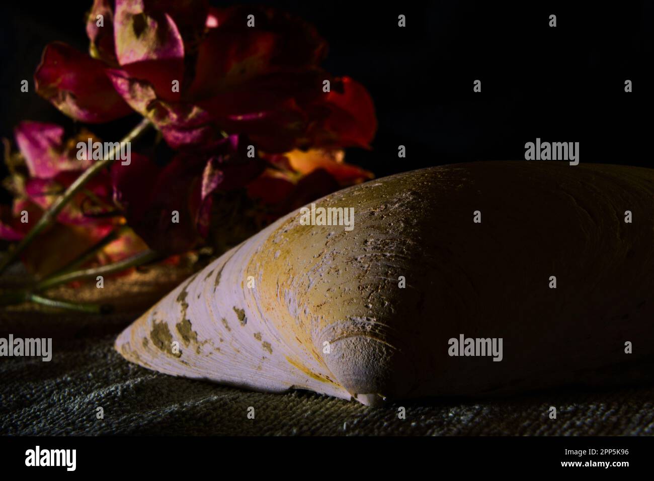 Boston shell with red roses in background Stock Photo - Alamy