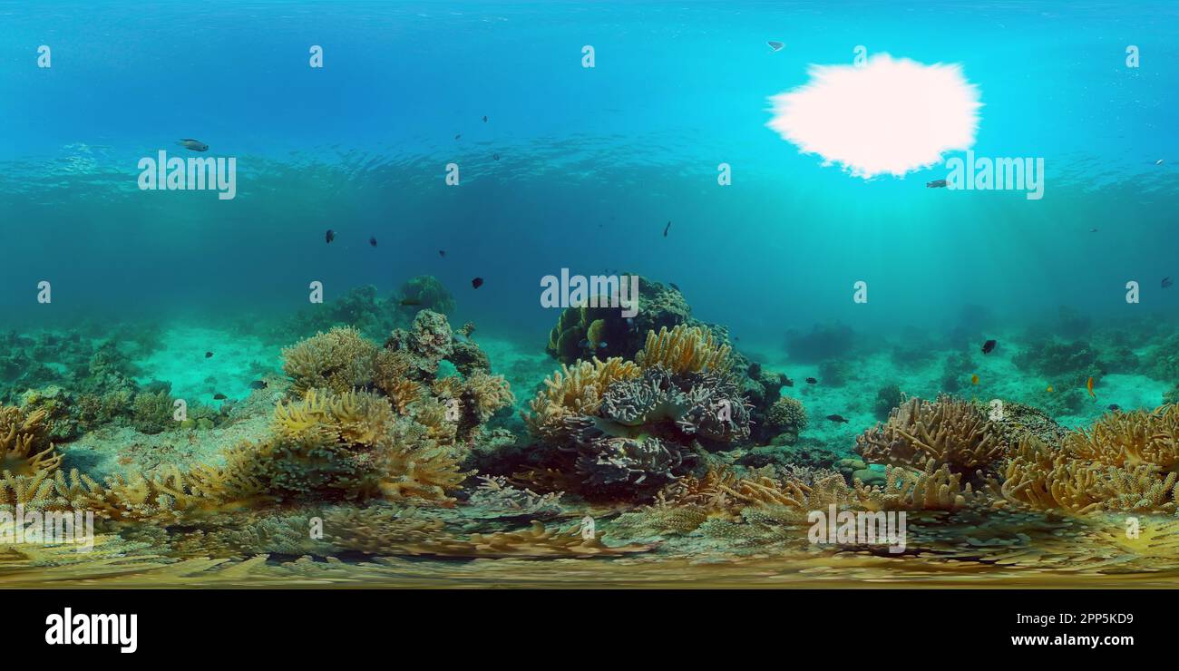 Tropical fishes and coral reef at diving. Underwater world with corals ...