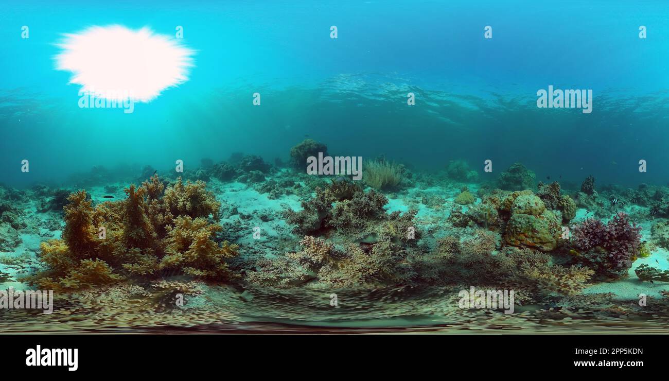 Coral reef and tropical fishes. The underwater world of the Philippines ...