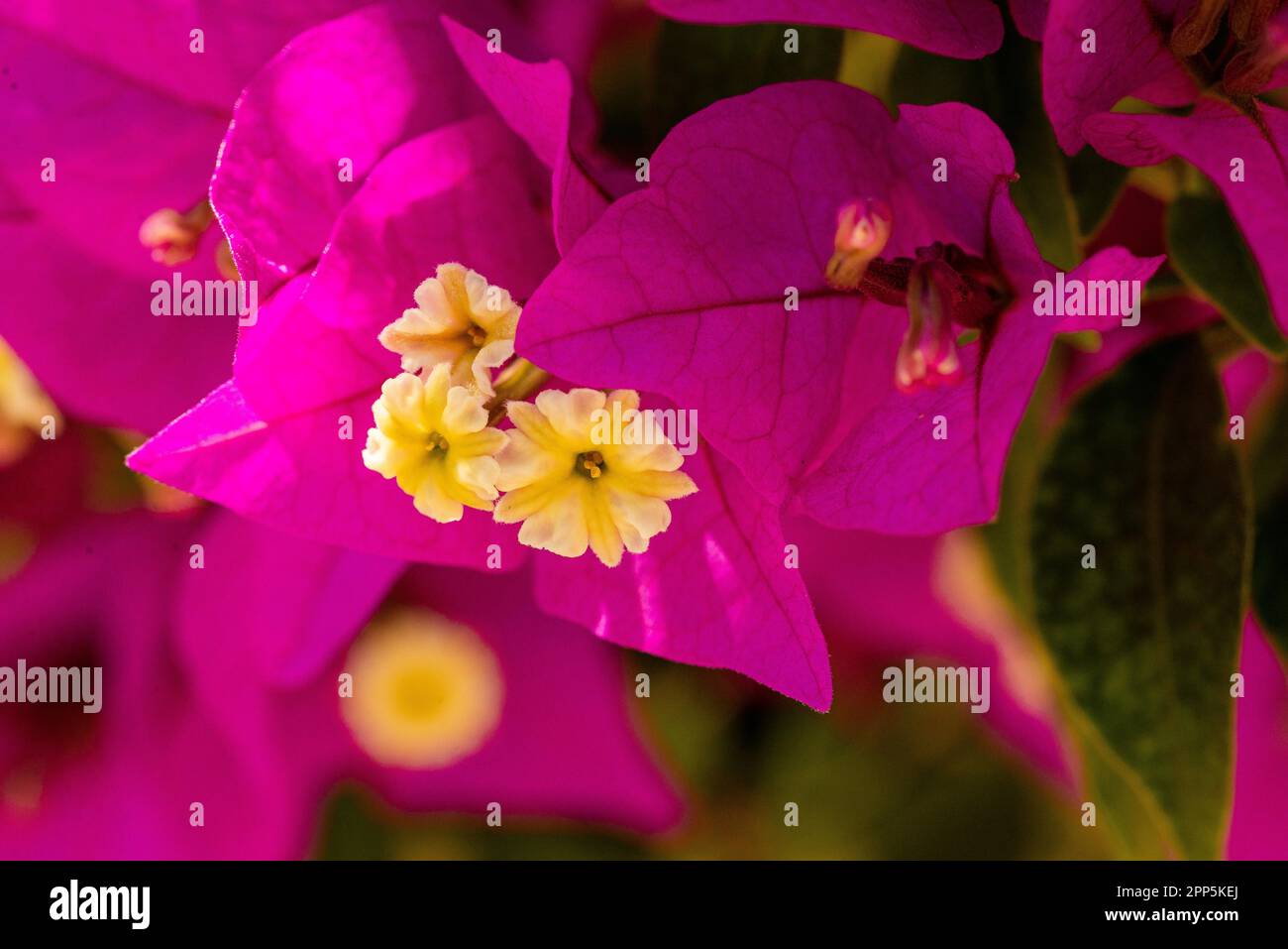 This captivating photograph showcases the intricate and delicate beauty ...