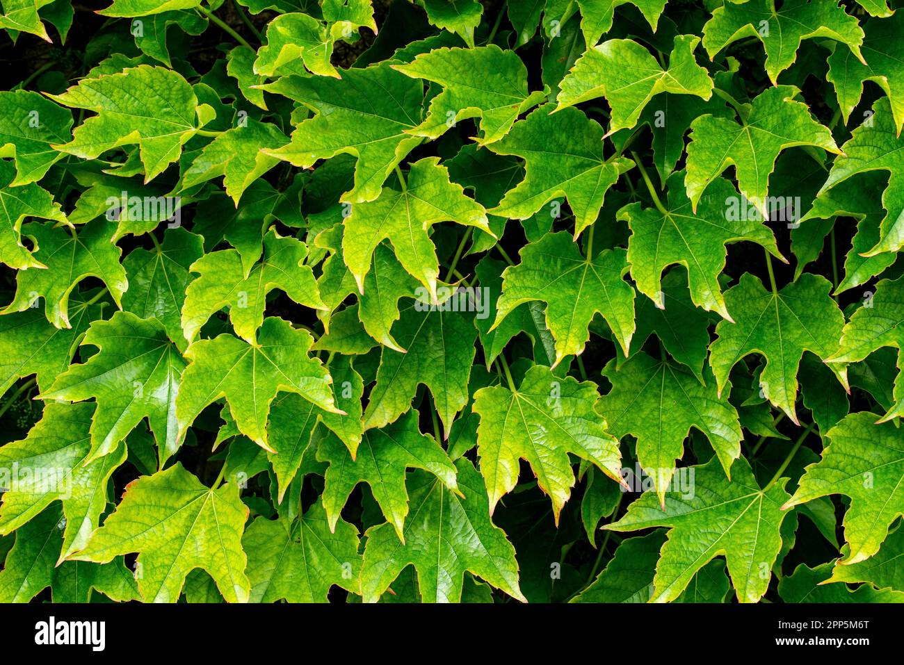 In this stunning photograph, a cluster of plant leaves is captured in ...