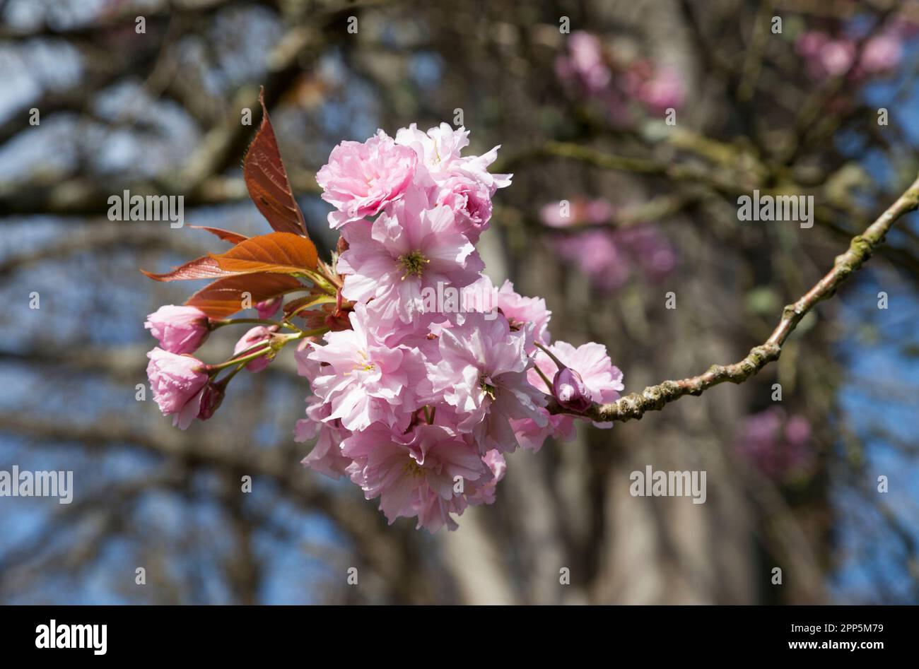 Pink blossom cluster hi-res stock photography and images - Alamy