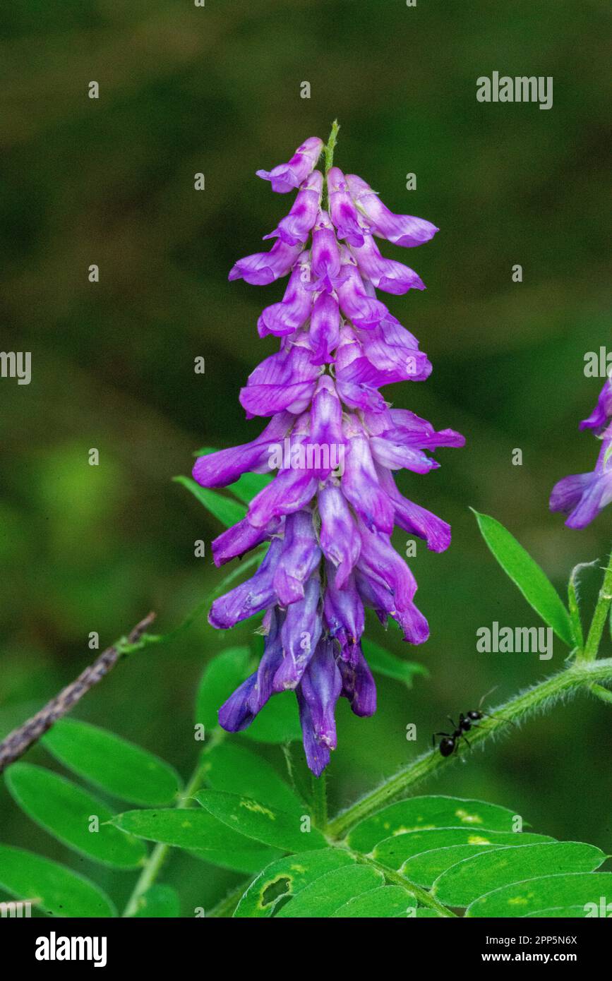 This captivating photograph showcases the intricate and delicate beauty ...