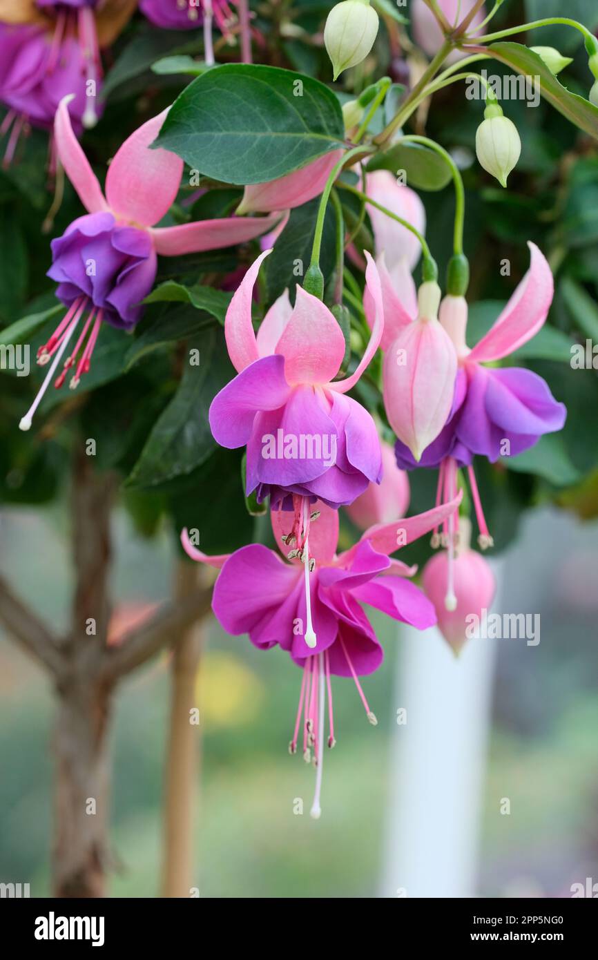 Fuchsia Madeleine Sweeney, dark green foliage, double dark rose and ...