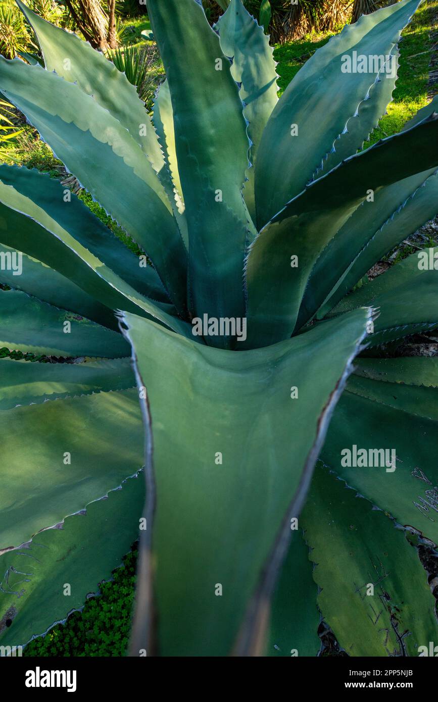 This mesmerizing photograph captures the essence of a majestic cactus ...