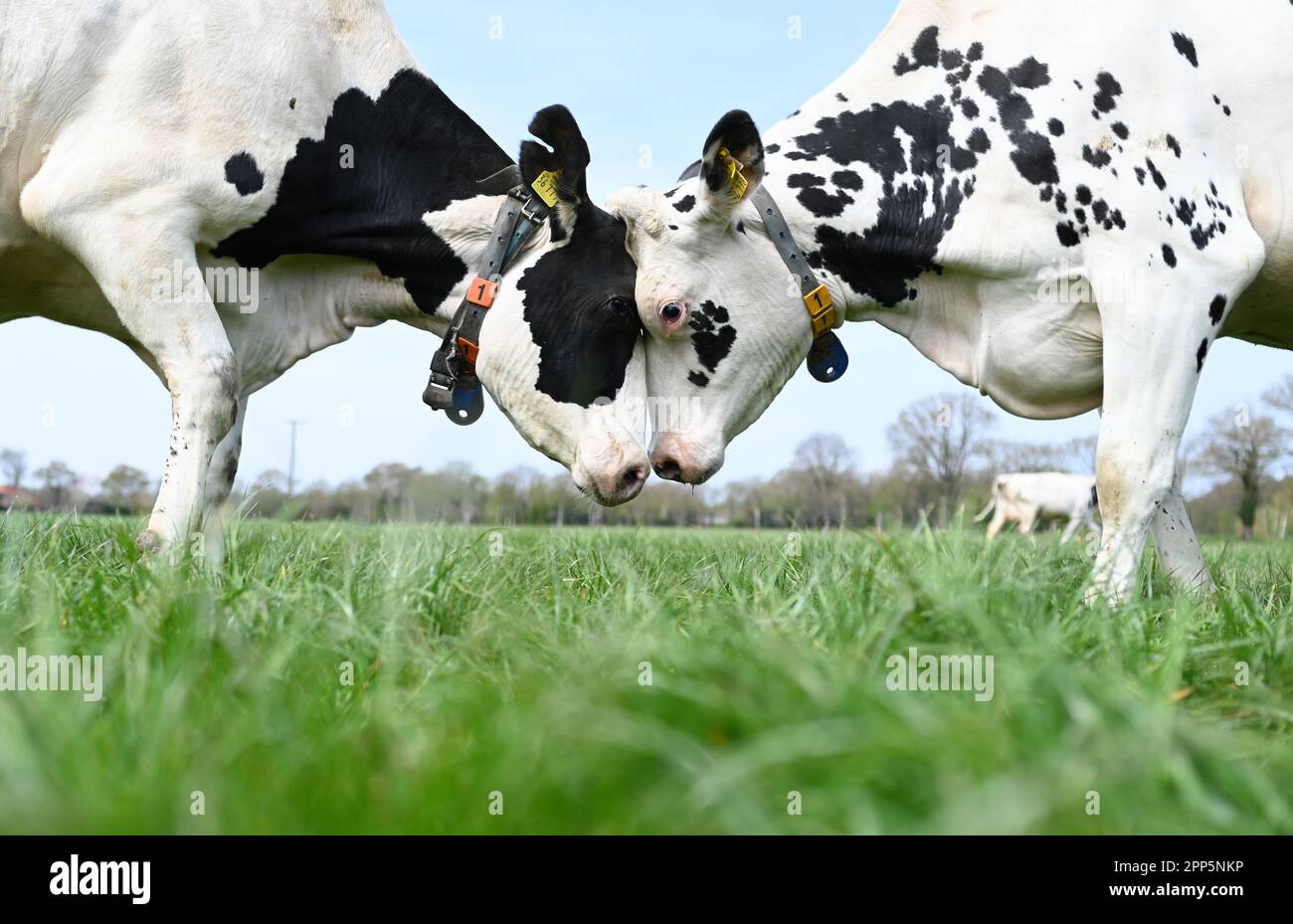 Hundreds of cows hi-res stock photography and images - Alamy