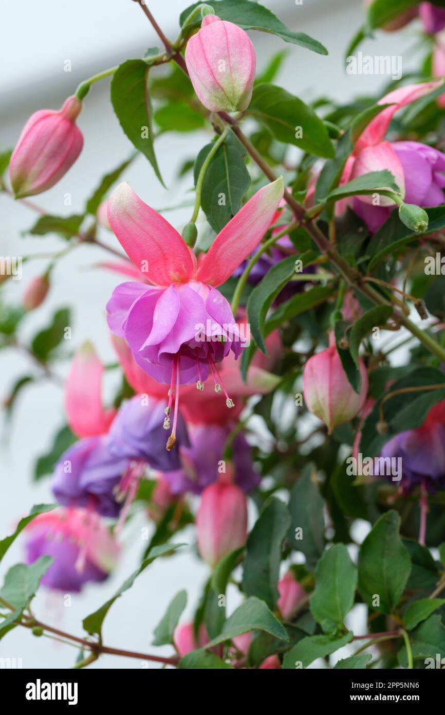 Fuchsia Madeleine Sweeney, dark green foliage, double dark rose and ...