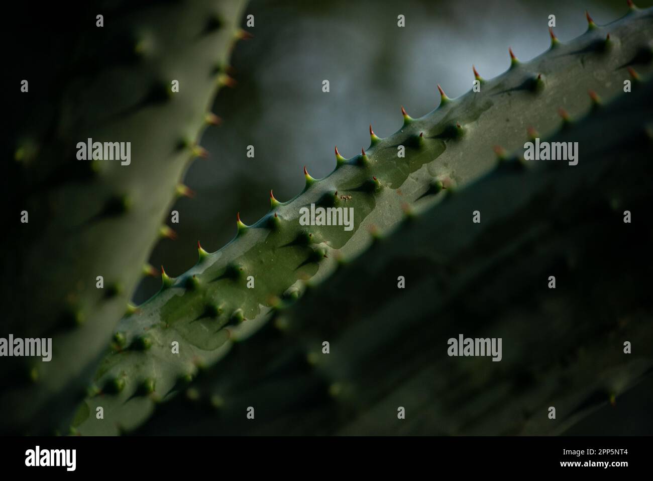 This mesmerizing photograph captures the essence of a majestic cactus ...