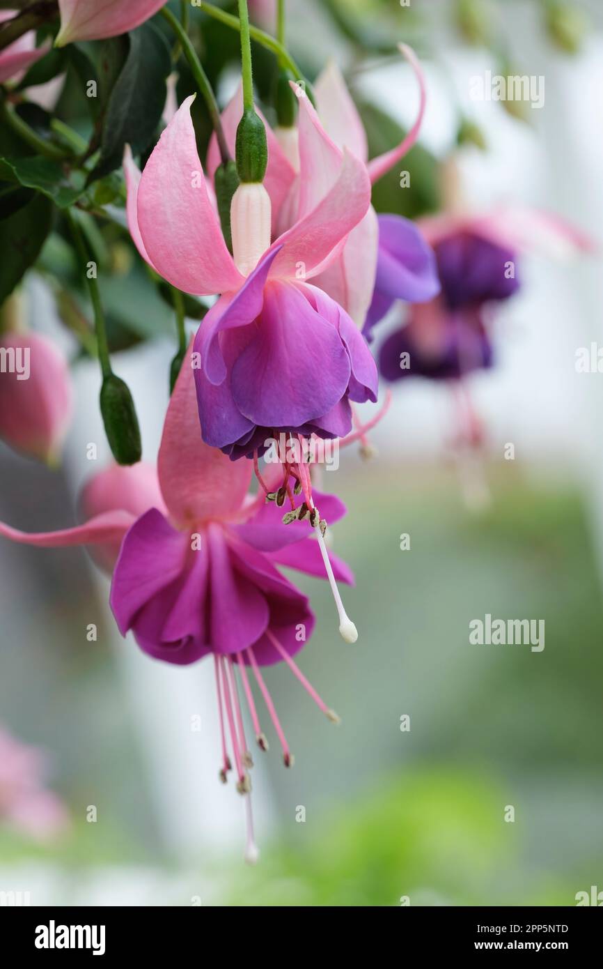 Fuschia hanging basket hi-res stock photography and images - Alamy