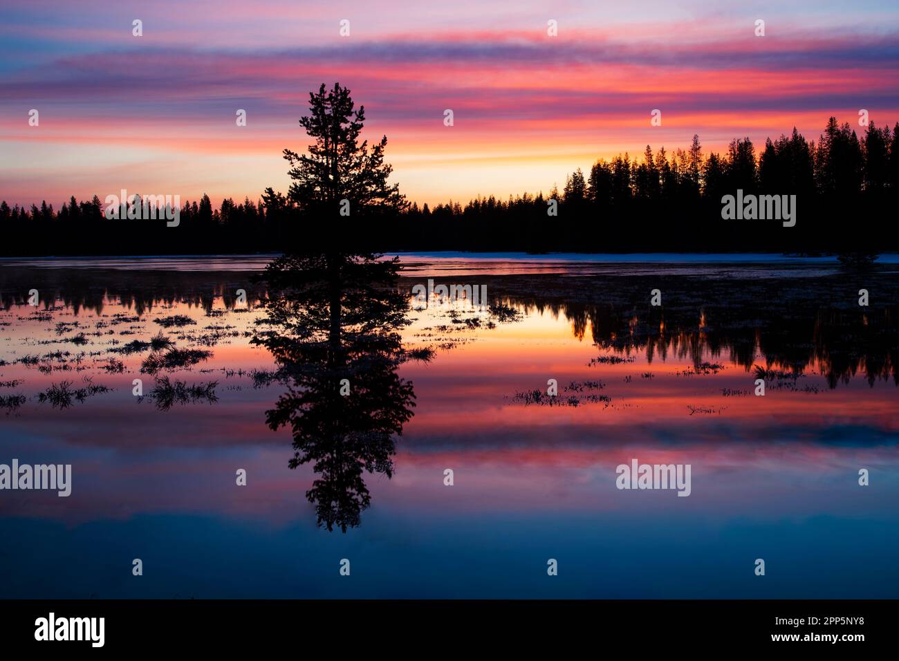 Colorful vibrant sunrise over pines and water (snow melt flooded area ...