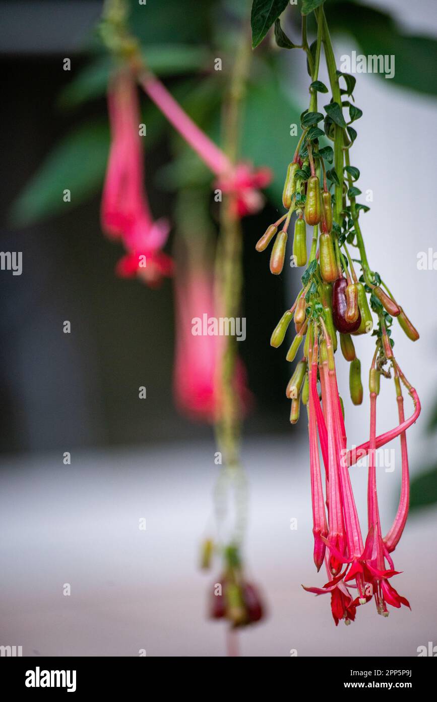 This captivating photograph showcases the intricate and delicate beauty ...