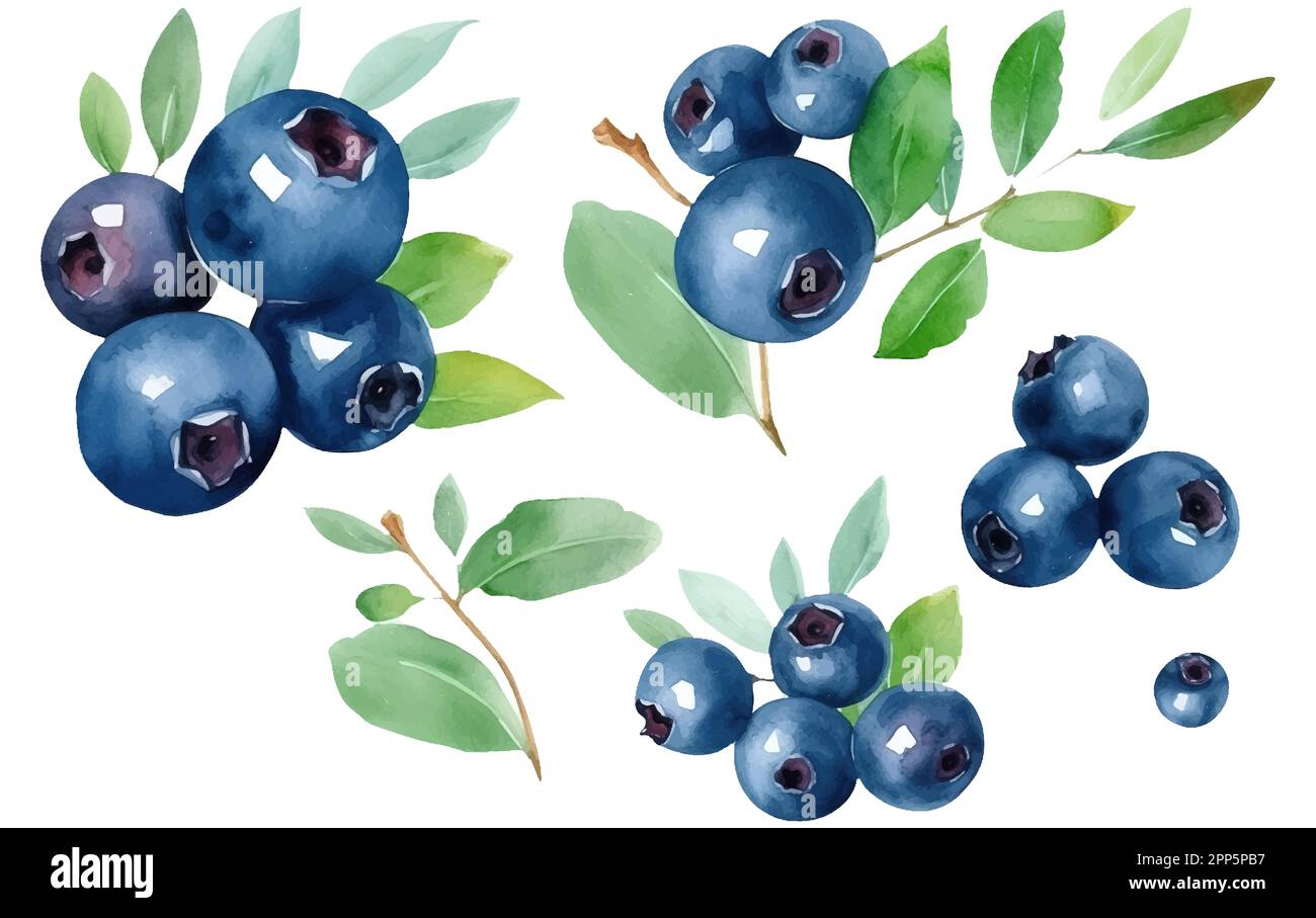 set vector watercolor illustration of ripe blueberry isolated on white ...