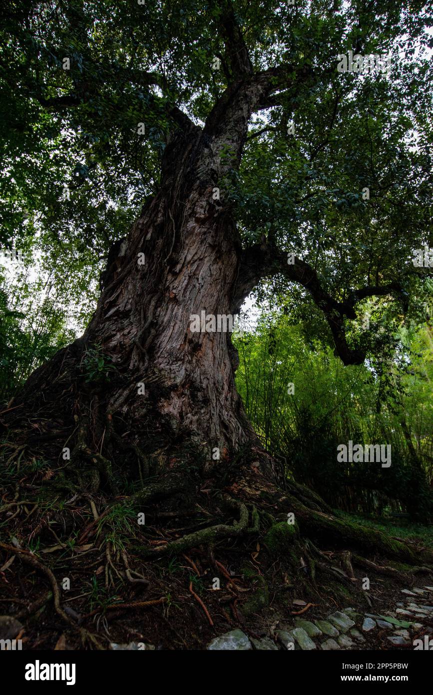 This awe-inspiring photograph captures the majesty of a towering tree ...