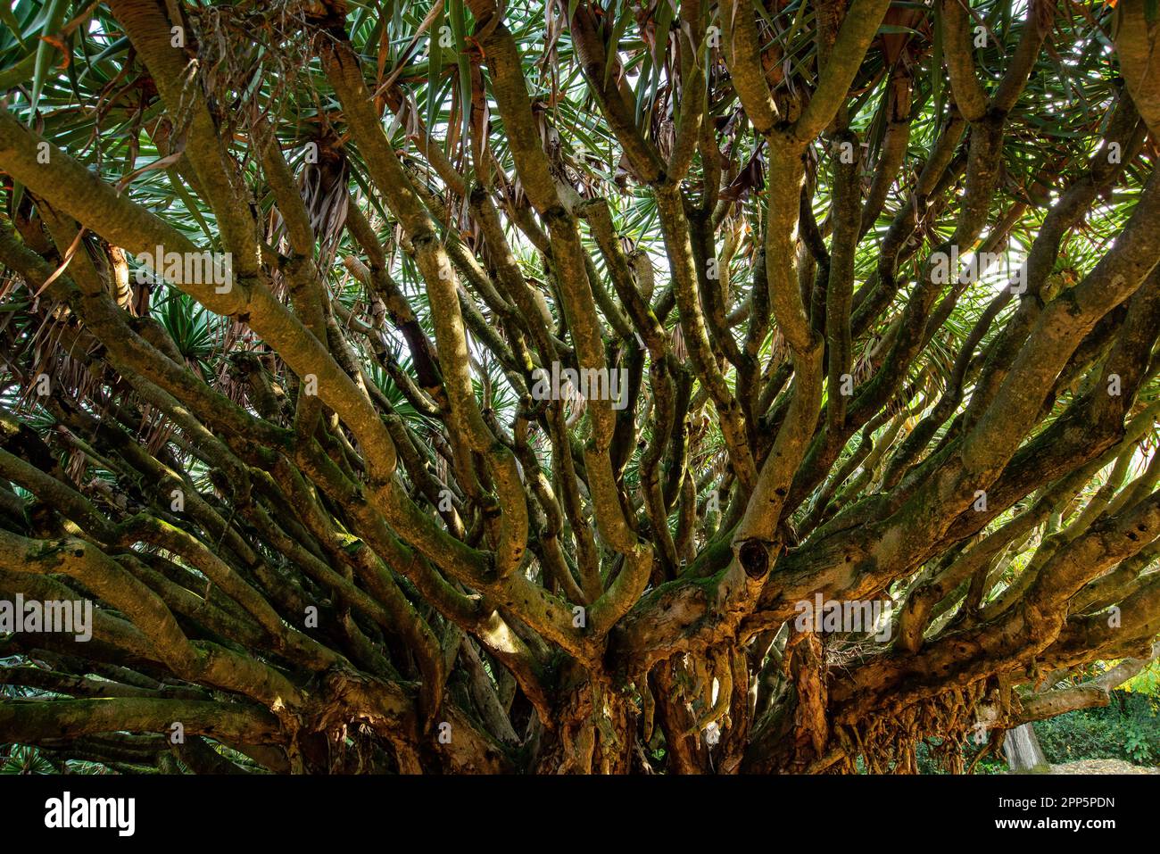This awe-inspiring photograph captures the majesty of a towering tree ...