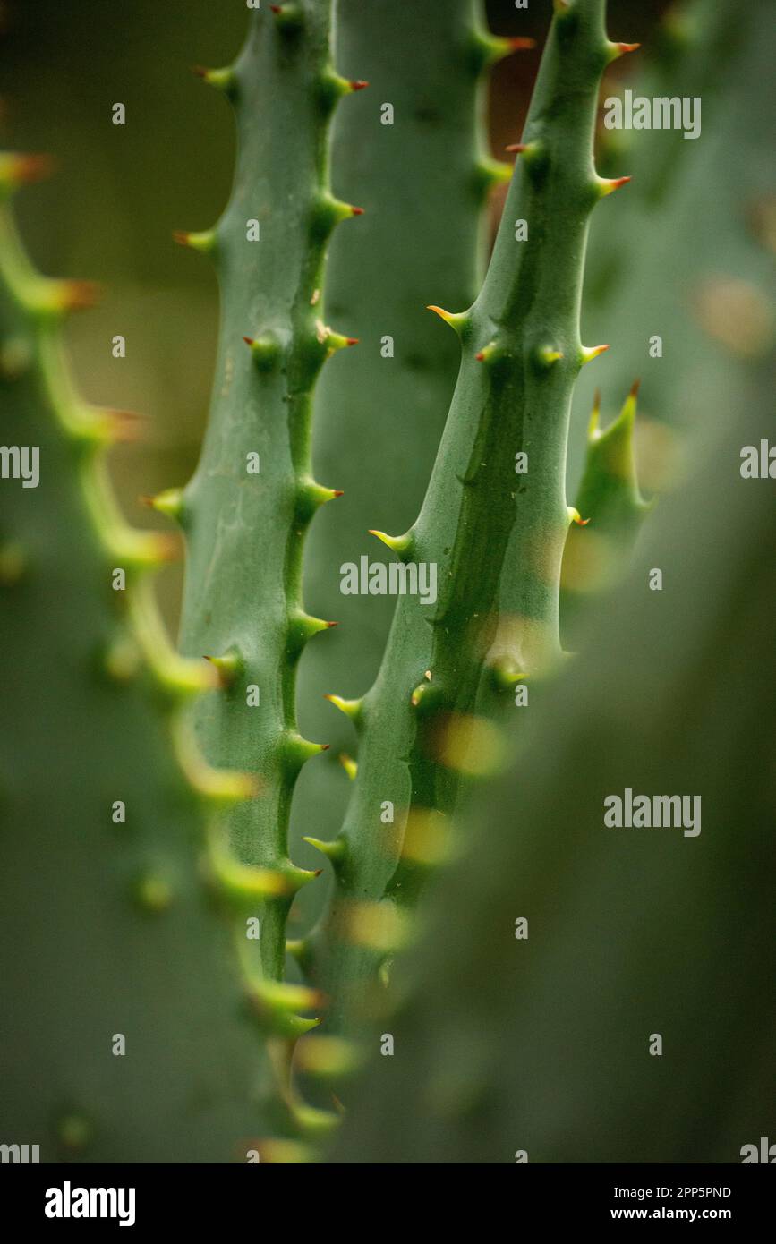 This mesmerizing photograph captures the essence of a majestic cactus ...