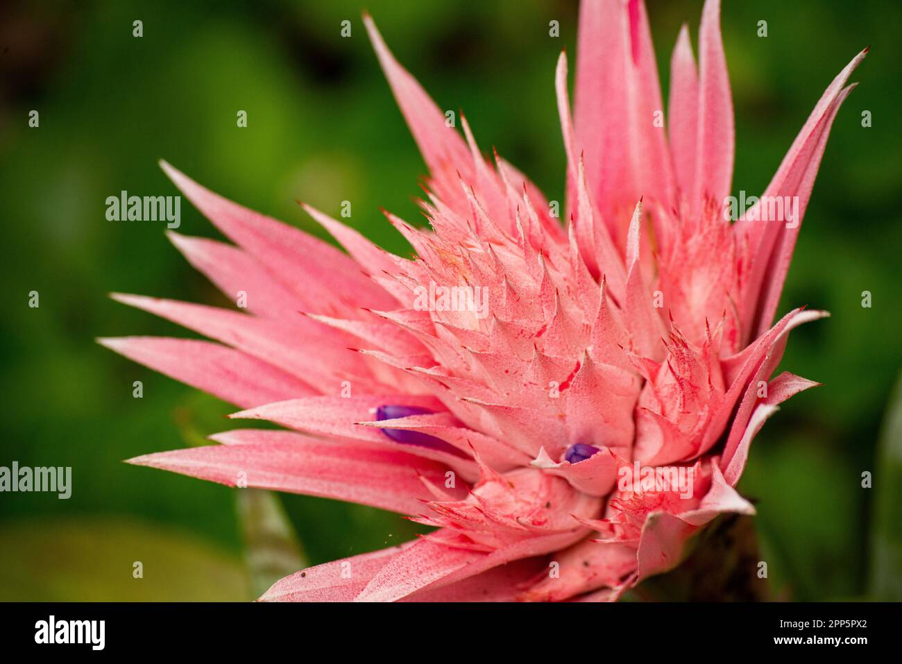 This captivating photograph showcases the intricate and delicate beauty ...