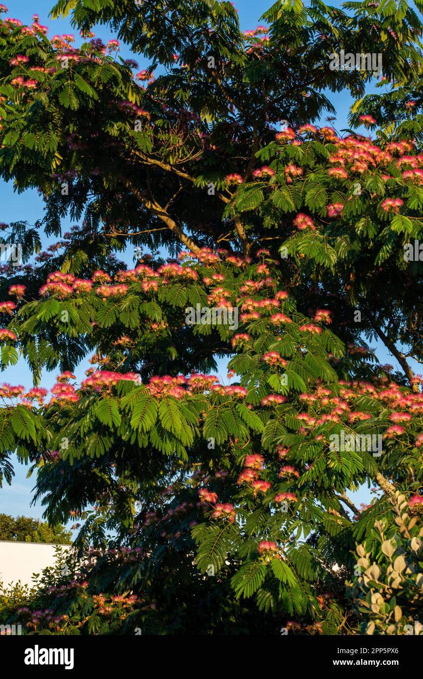 This captivating photograph showcases the intricate and delicate beauty ...