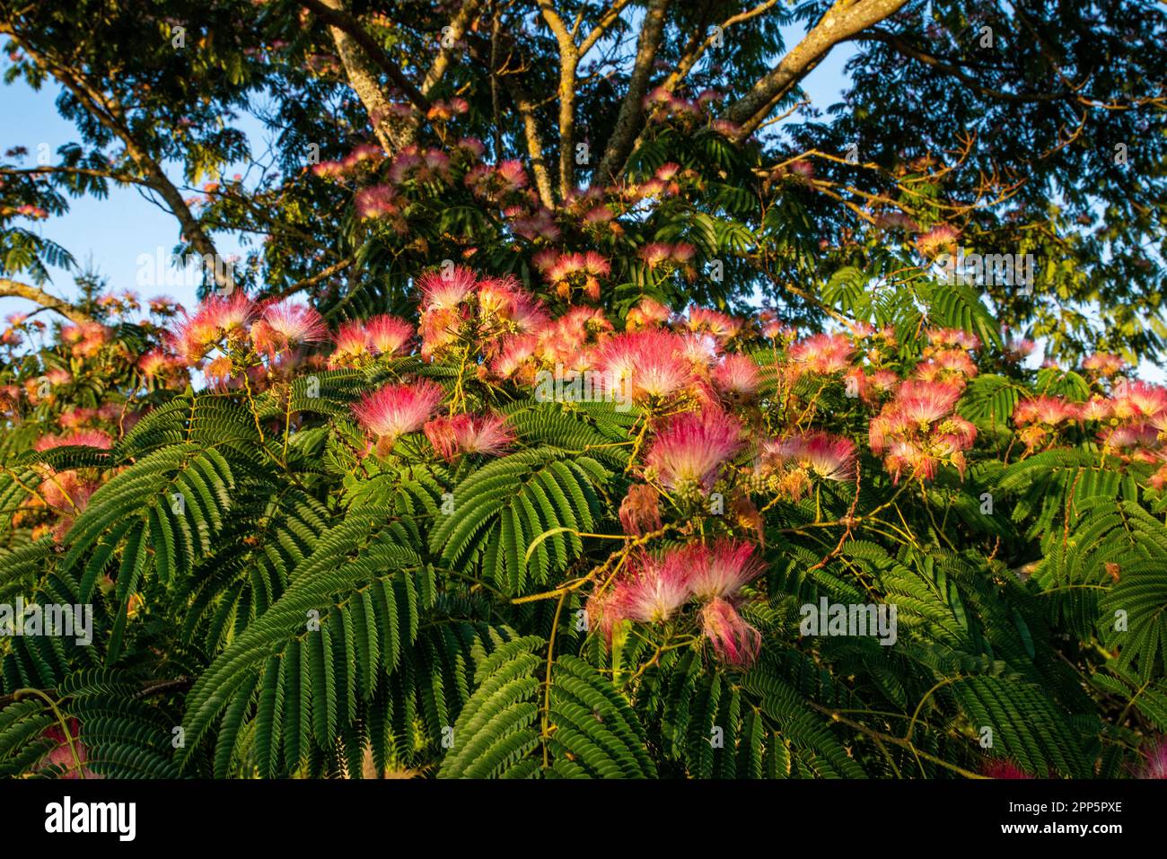 This captivating photograph showcases the intricate and delicate beauty ...