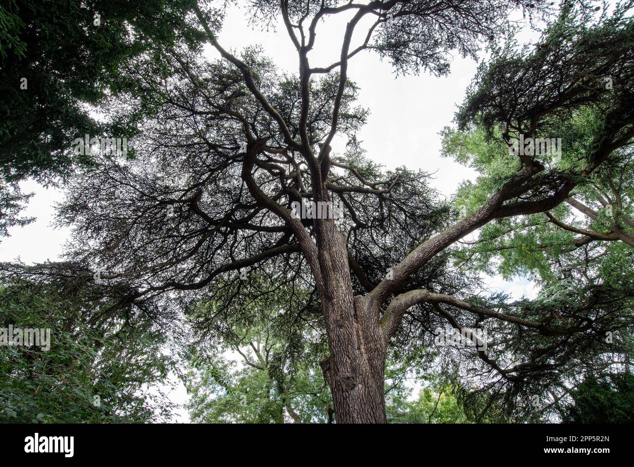 This awe-inspiring photograph captures the majesty of a towering tree ...