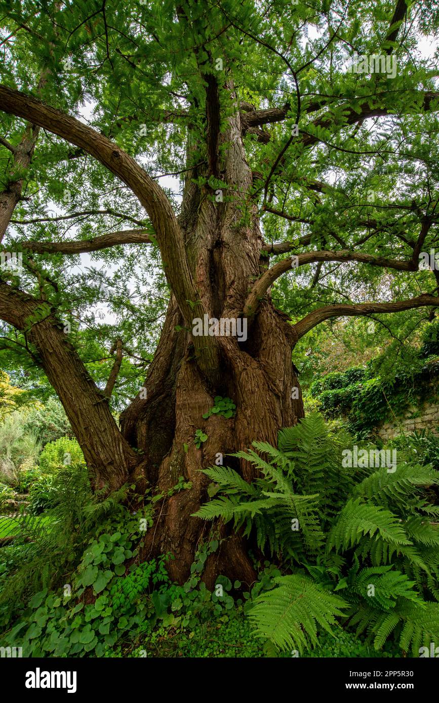 This awe-inspiring photograph captures the majesty of a towering tree ...