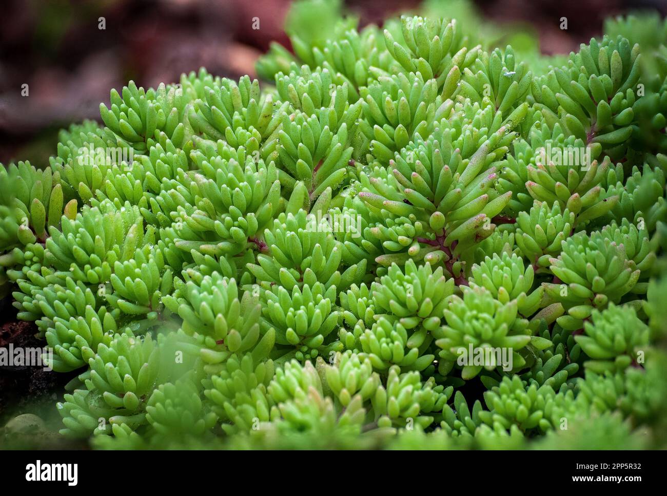 This mesmerizing photograph captures the essence of a majestic cactus ...