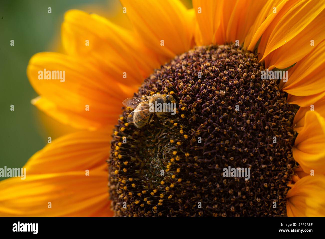 This captivating photograph showcases the intricate and delicate beauty ...