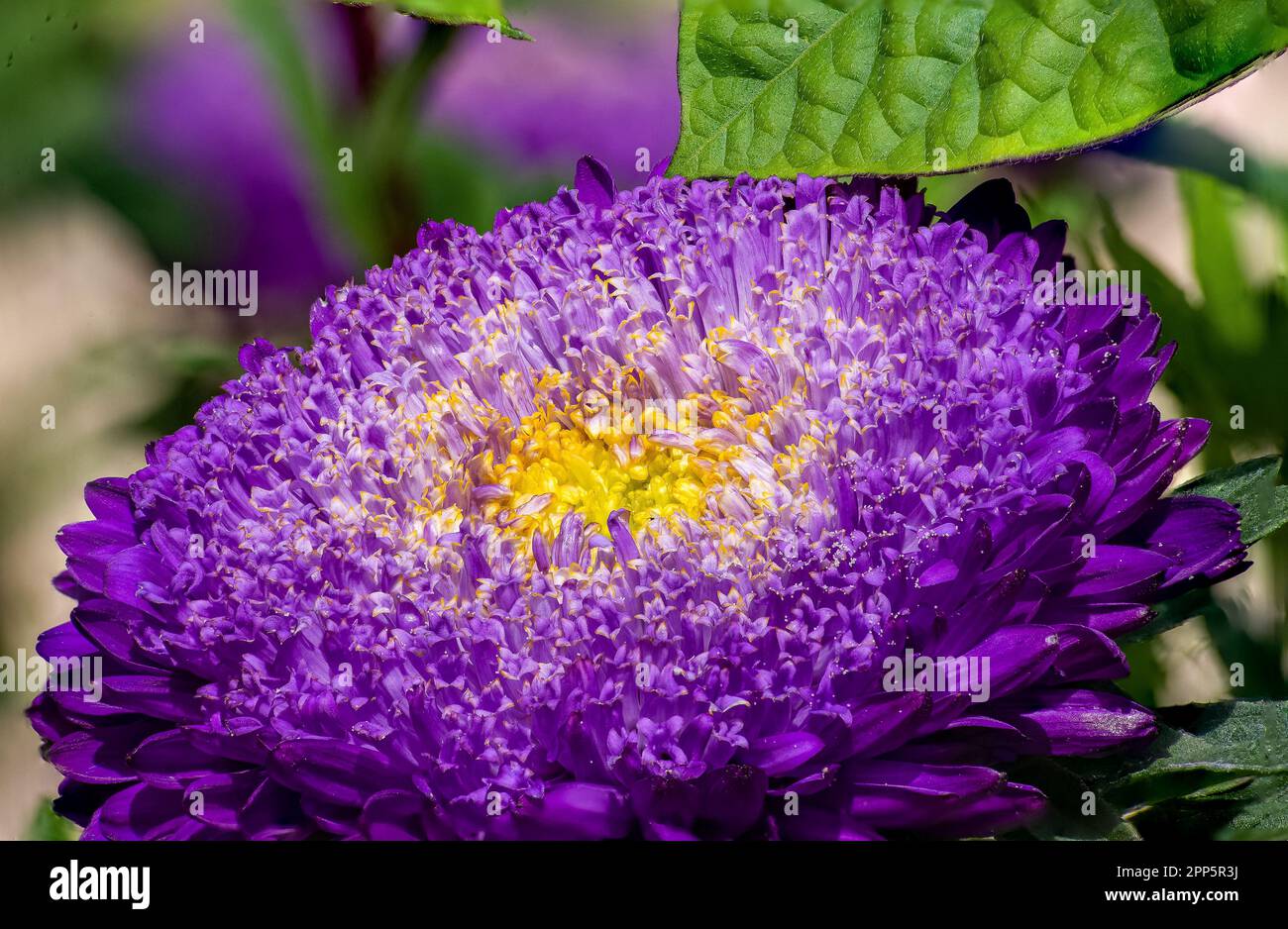 This captivating photograph showcases the intricate and delicate beauty ...