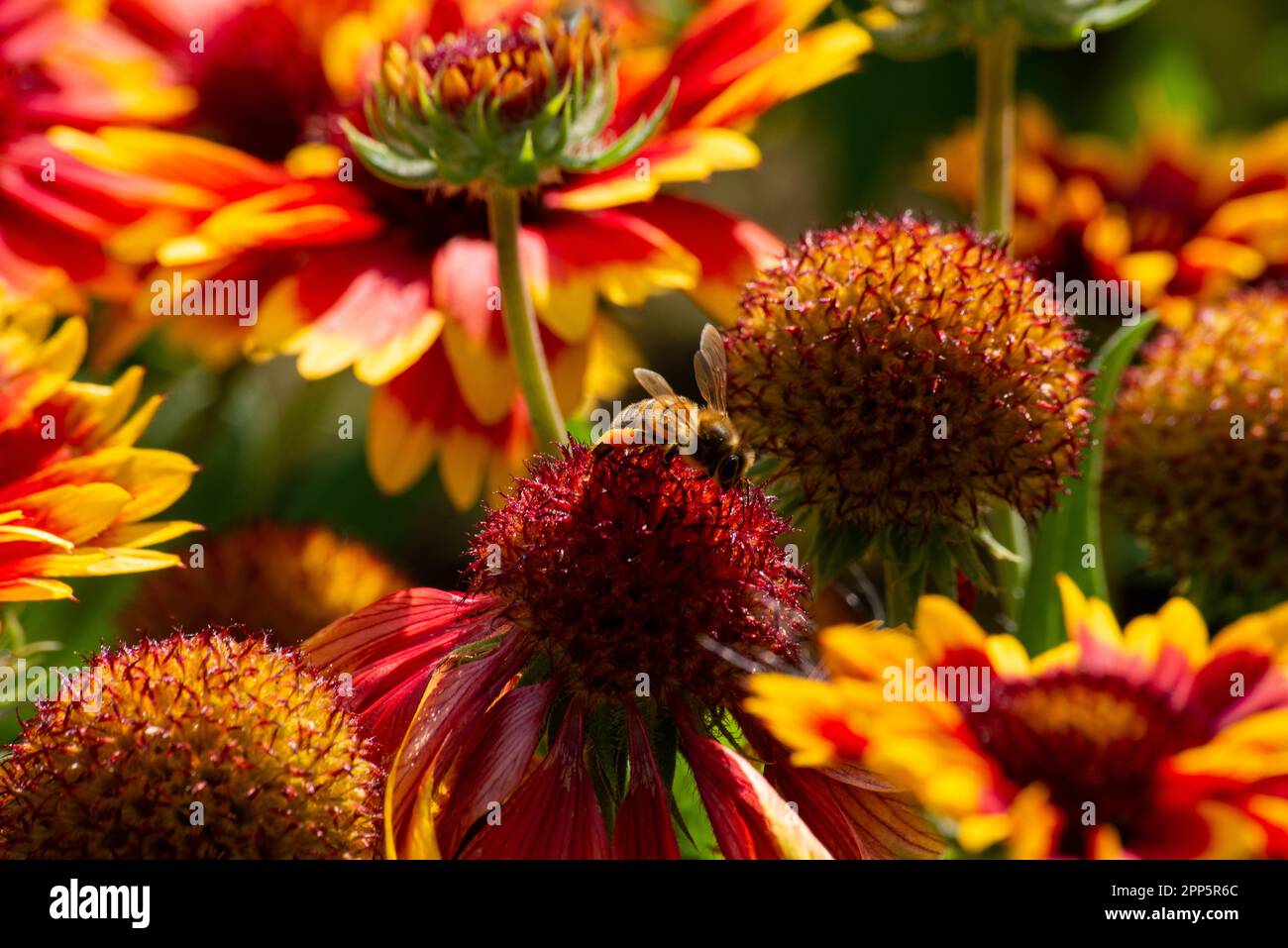 This captivating photograph showcases the intricate and delicate beauty ...