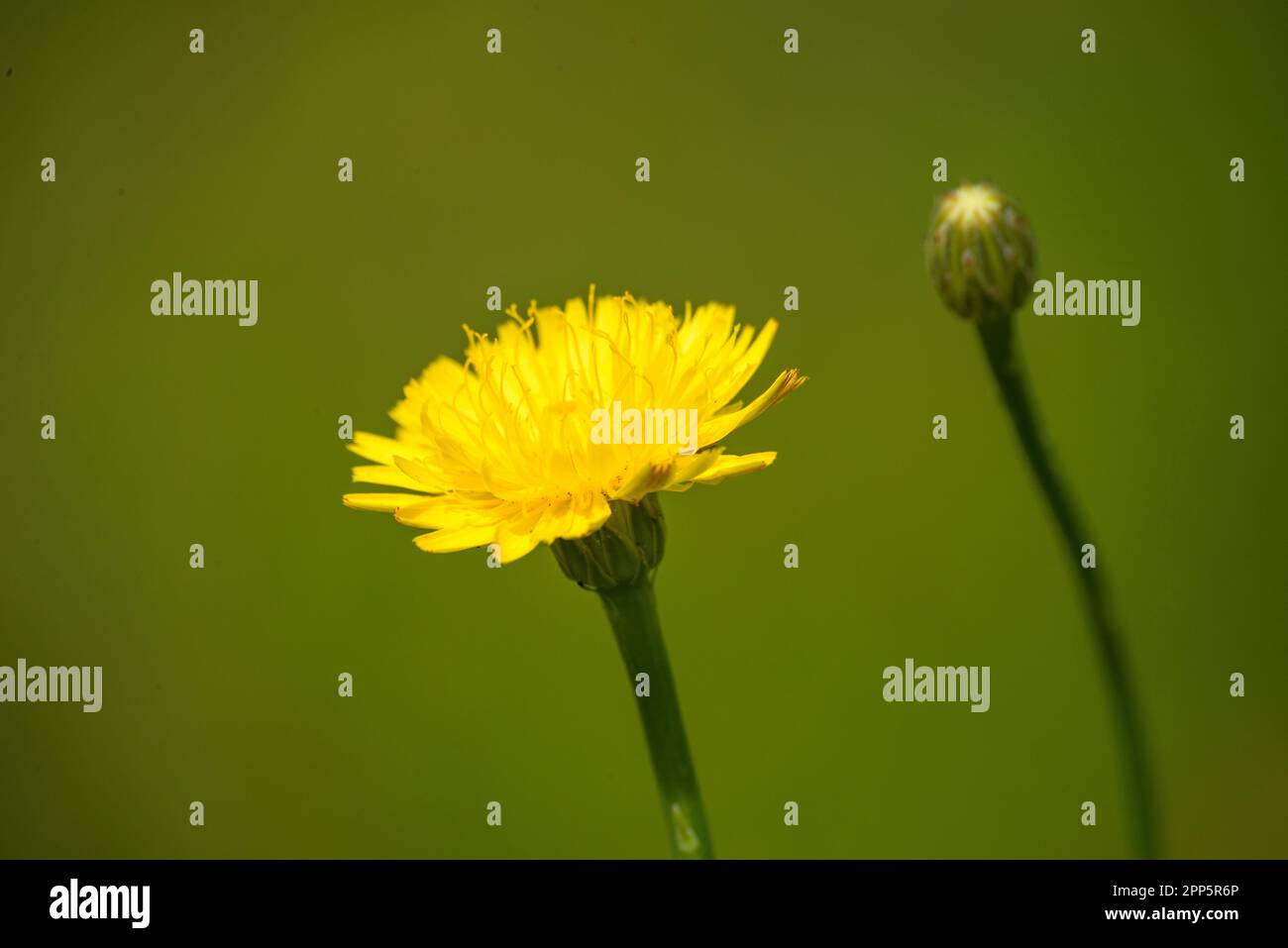 This captivating photograph showcases the intricate and delicate beauty ...