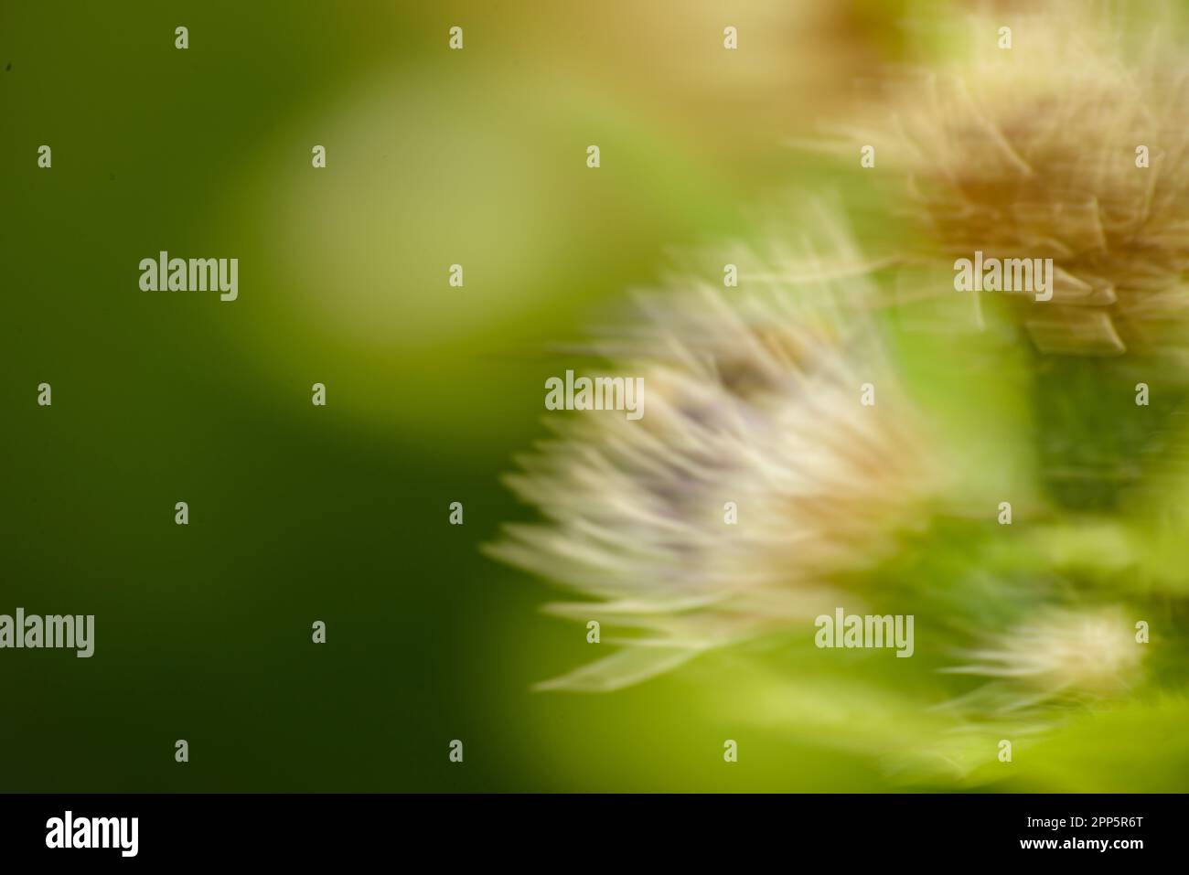 This captivating photograph showcases the intricate and delicate beauty ...