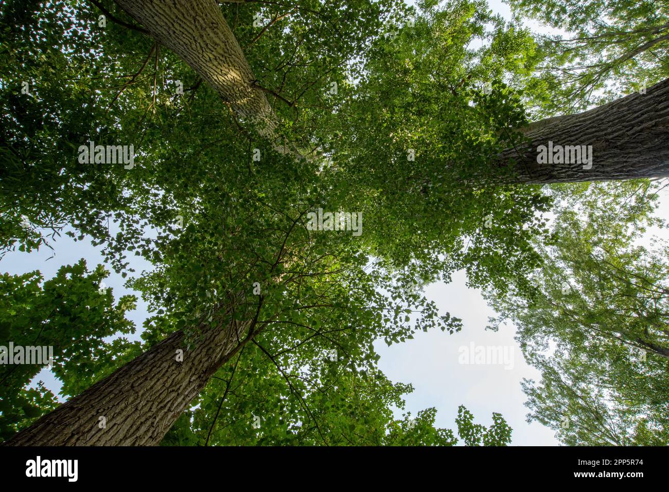 This awe-inspiring photograph captures the majesty of a towering tree ...