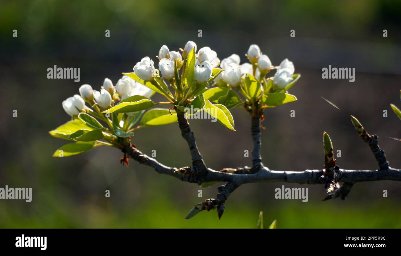 Blooming pear tree. White flowers on a pear tree. Spring background ...