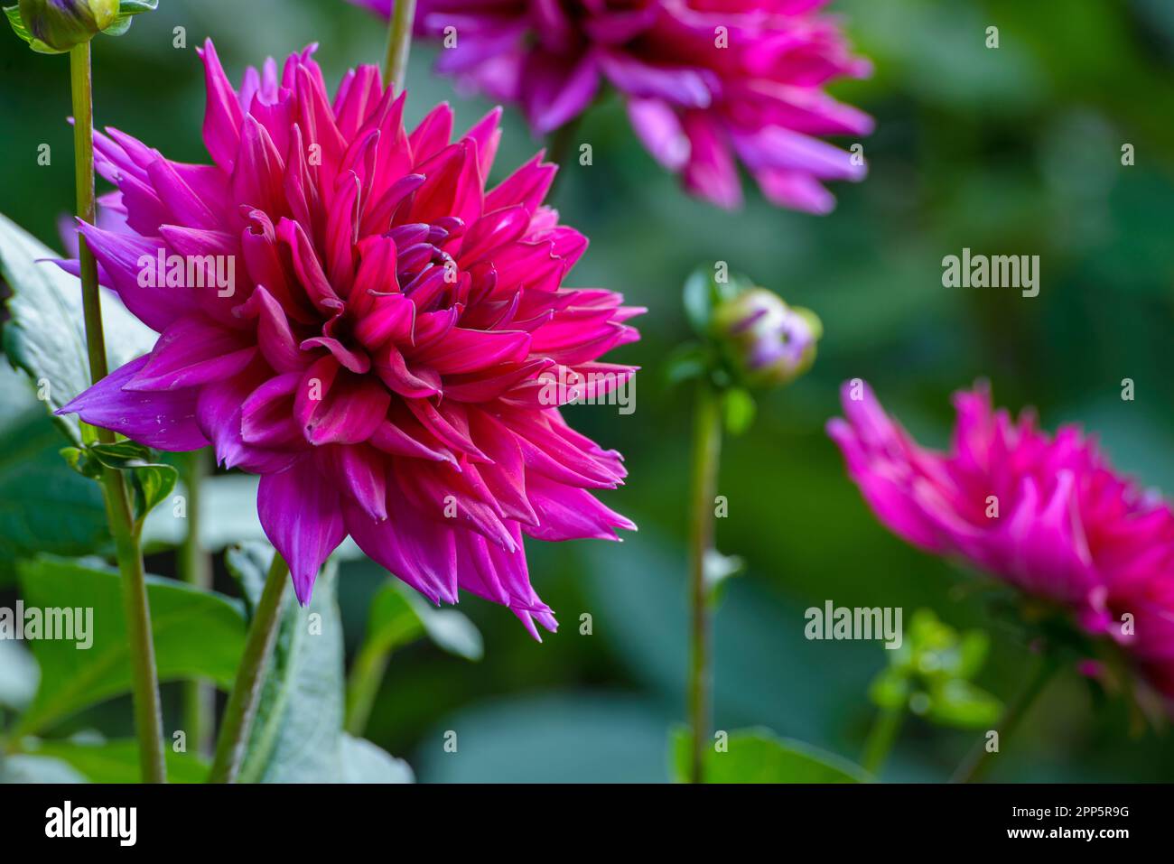 This captivating photograph showcases the intricate and delicate beauty ...
