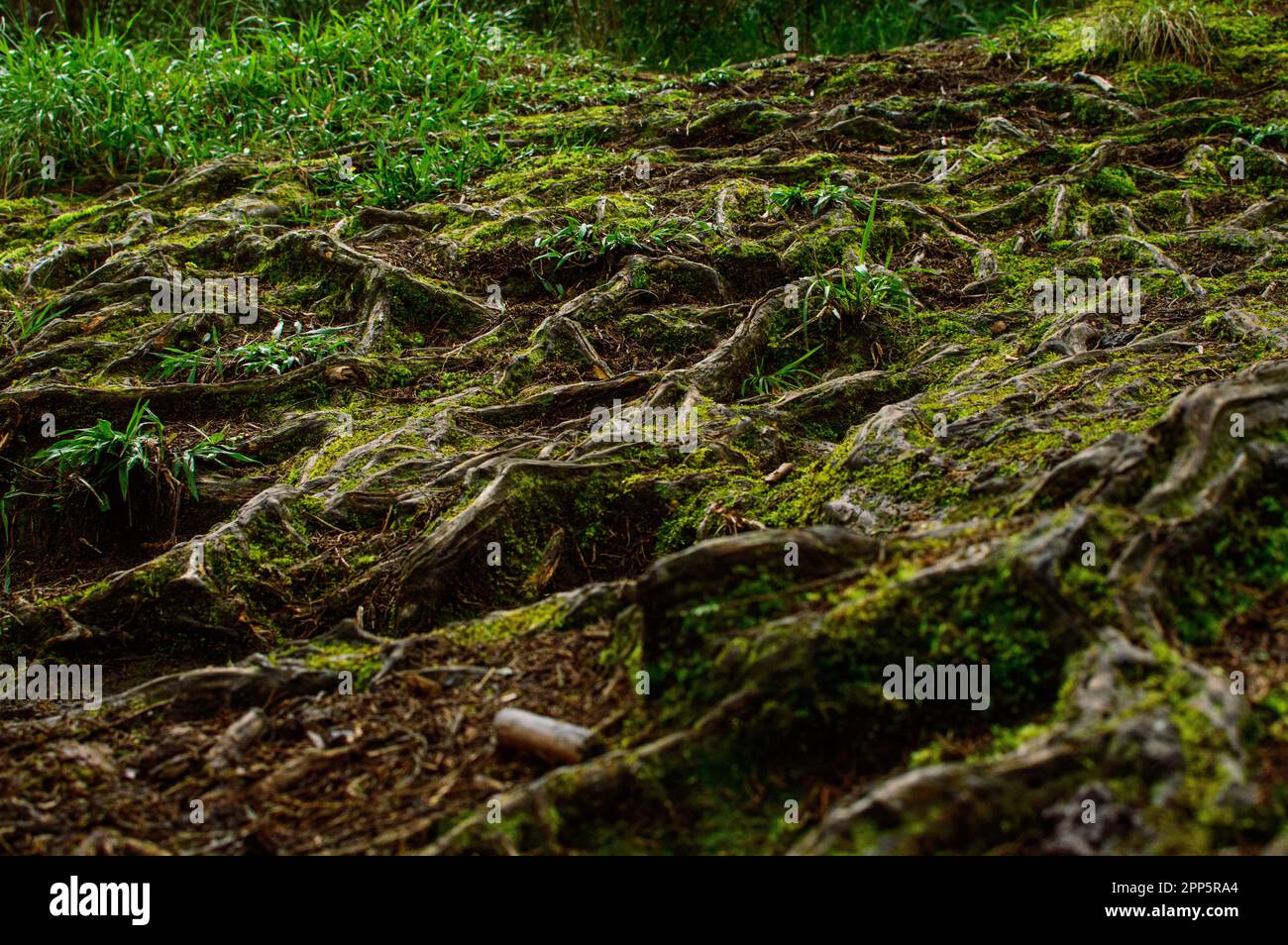 This awe-inspiring photograph captures the majesty of a towering tree ...