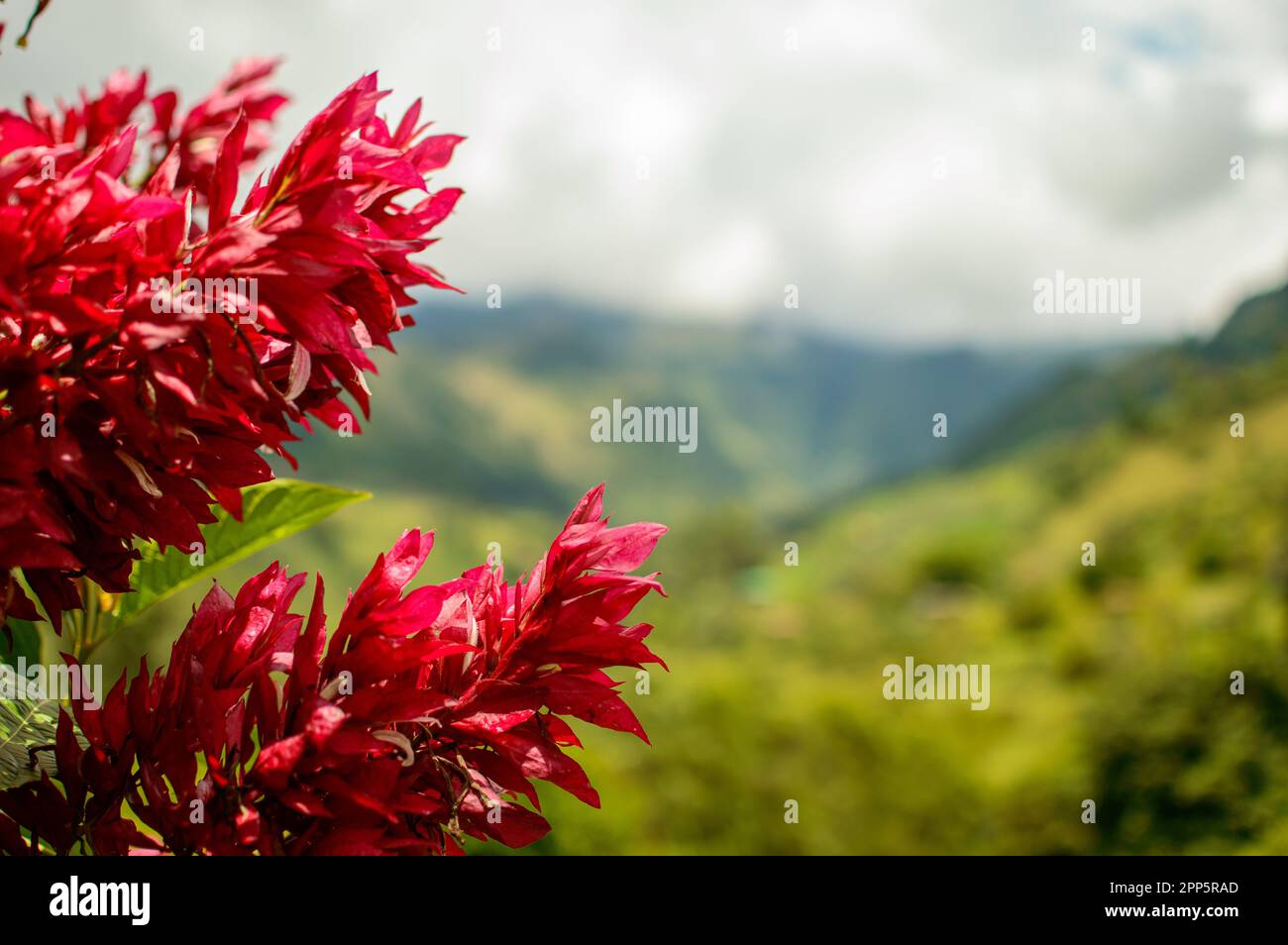 This captivating photograph showcases the intricate and delicate beauty ...