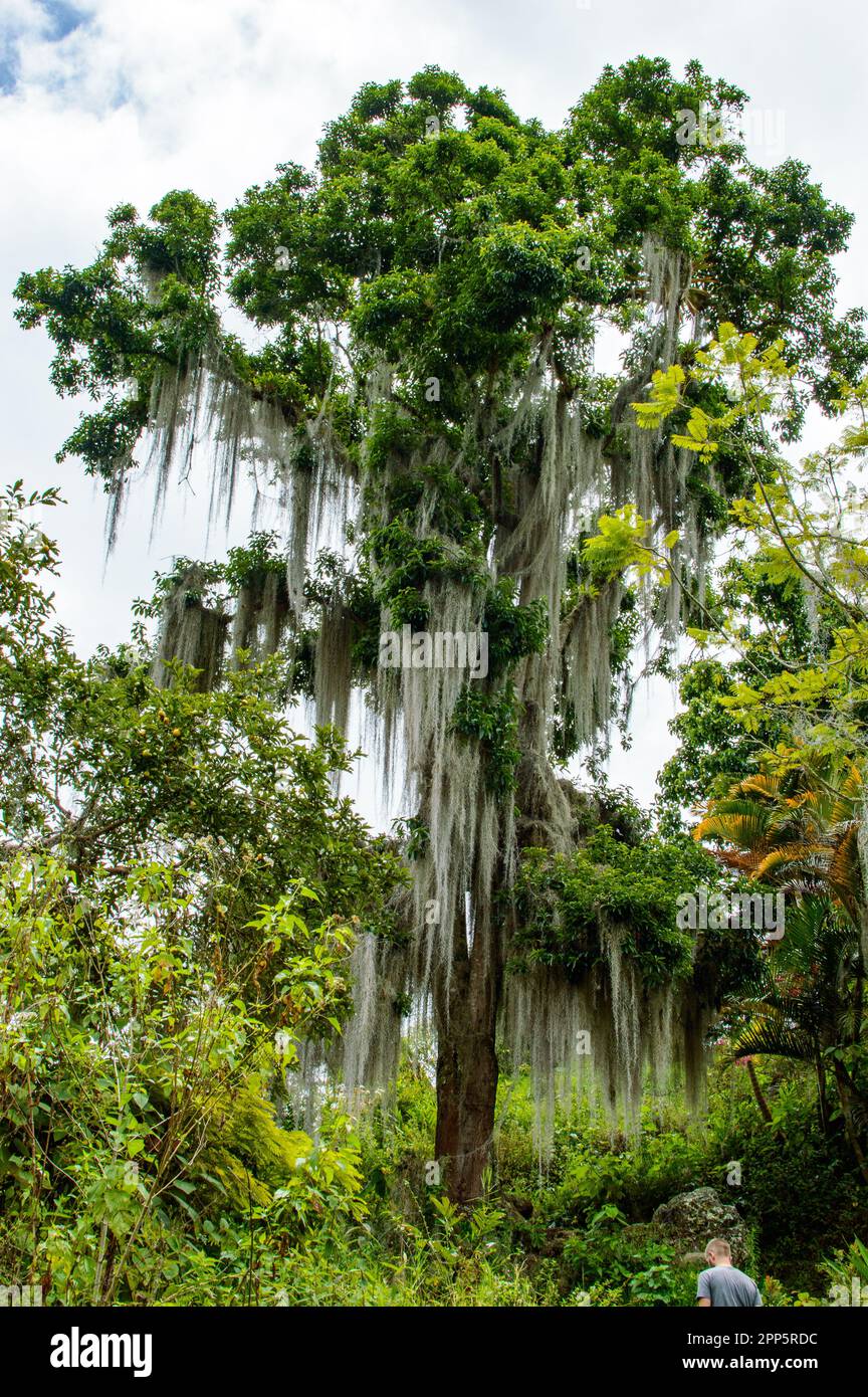 This awe-inspiring photograph captures the majesty of a towering tree ...