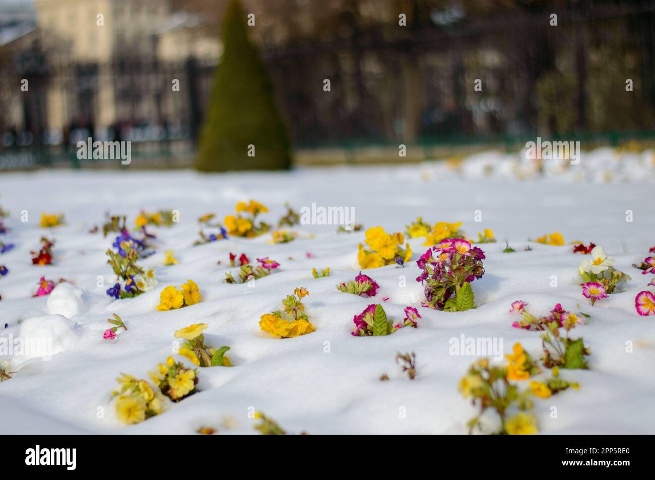 This captivating photograph showcases the intricate and delicate beauty ...