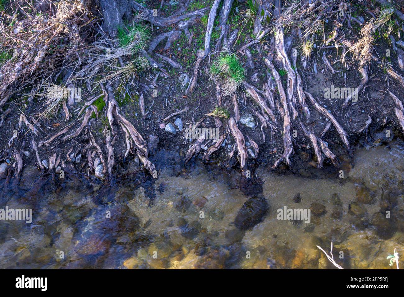 Aerial roots of tree looking for the stream water horizontally Stock ...
