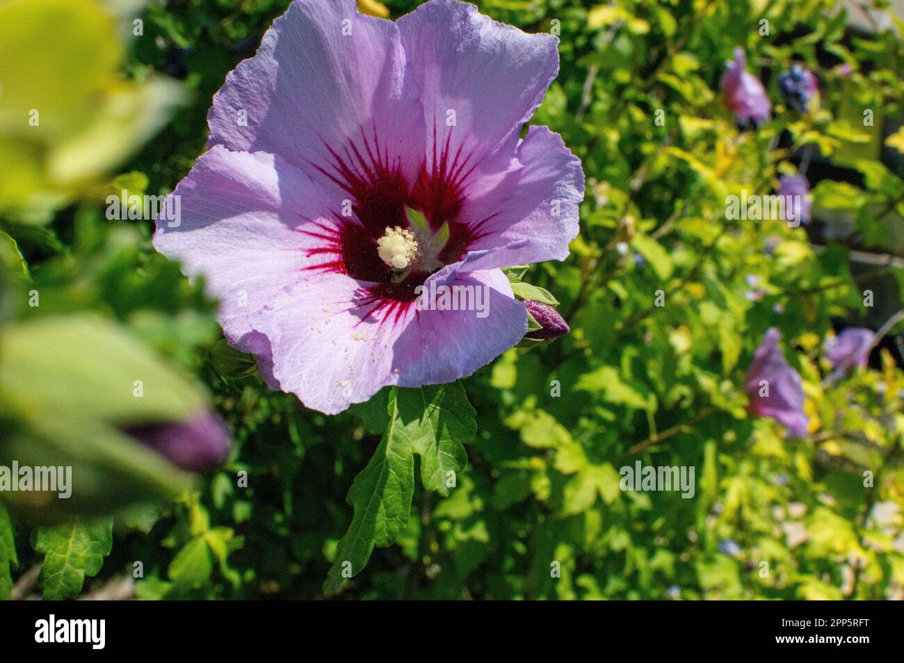 This captivating photograph showcases the intricate and delicate beauty ...