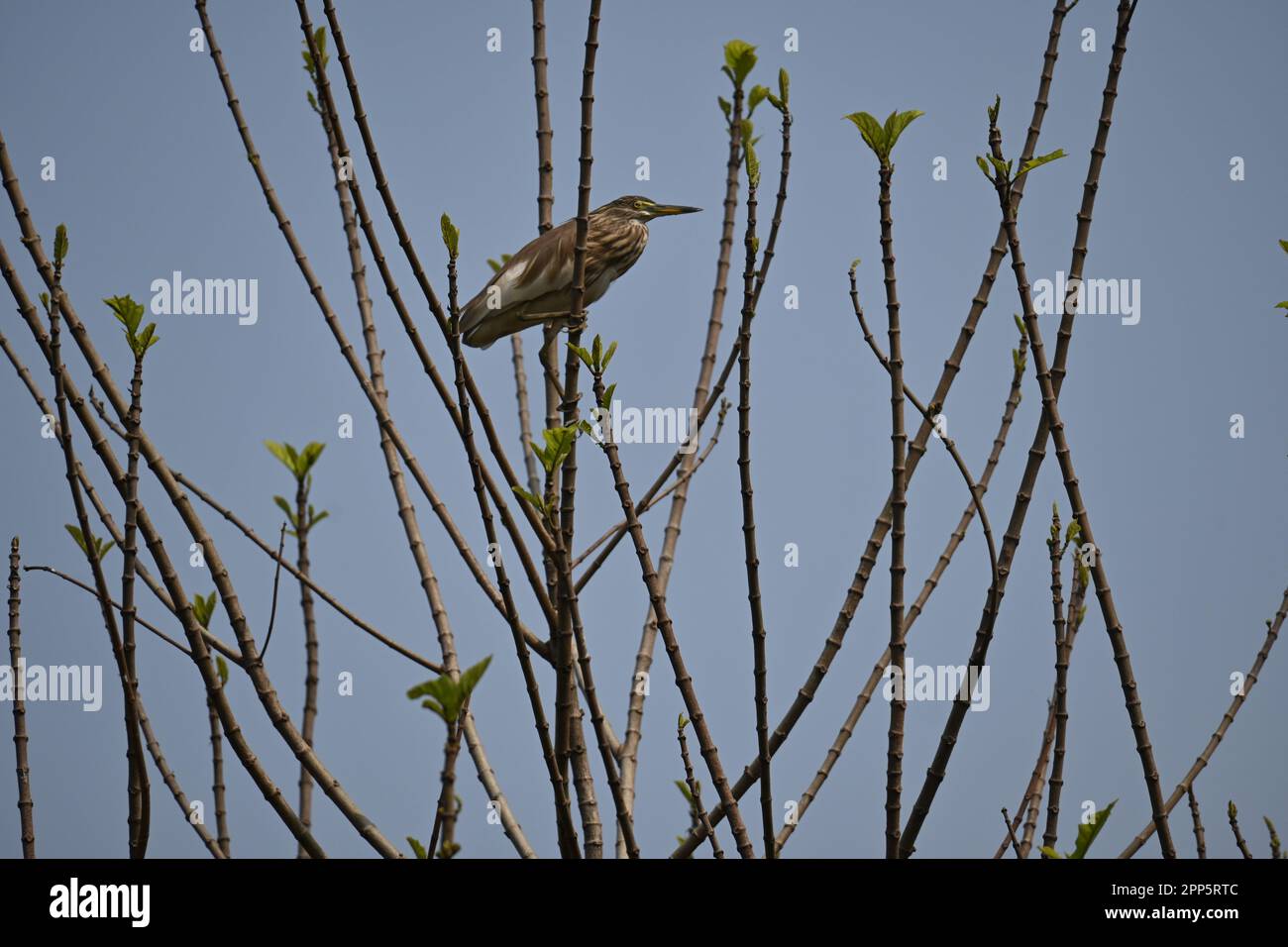 Twig in pond hi-res stock photography and images - Alamy