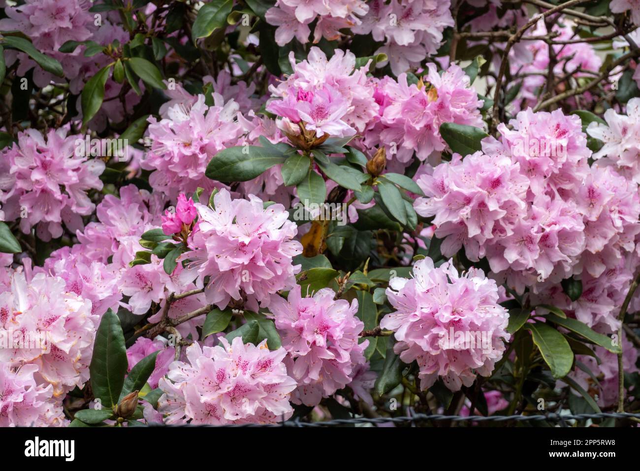 Rhododendron bloom cluster hi-res stock photography and images - Alamy