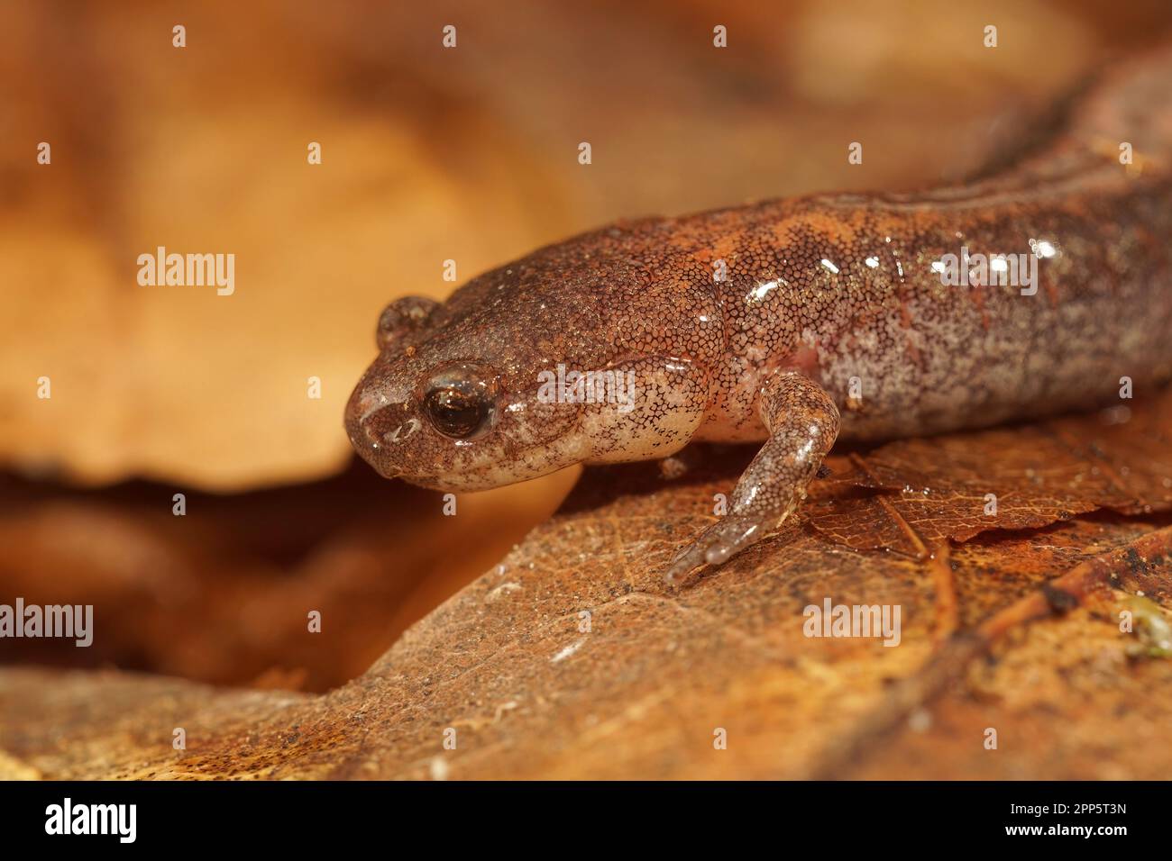 Adult eastern newt hi-res stock photography and images - Alamy