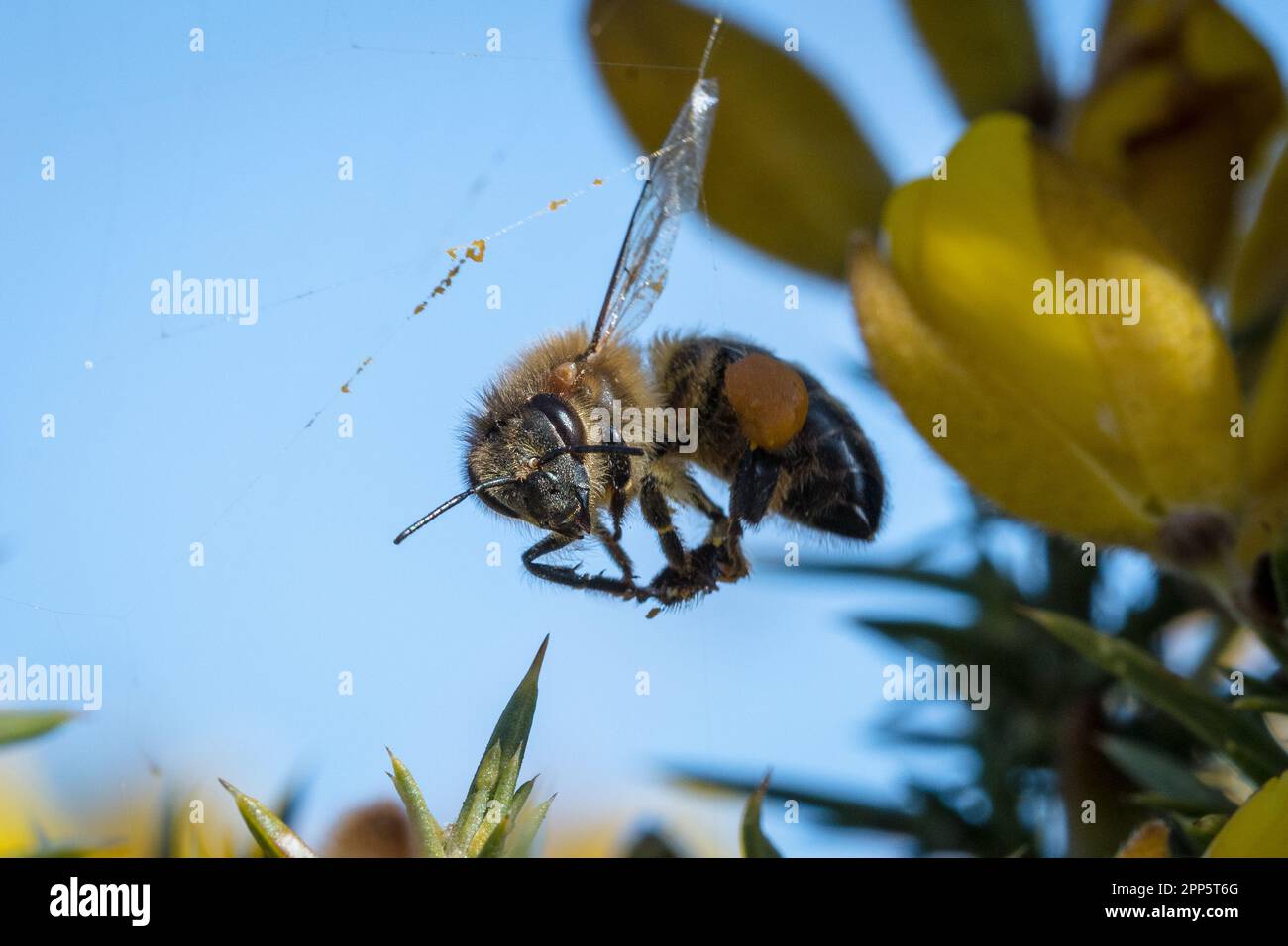 An unidentified bee caught in a spider's web. It managed to free itself ...