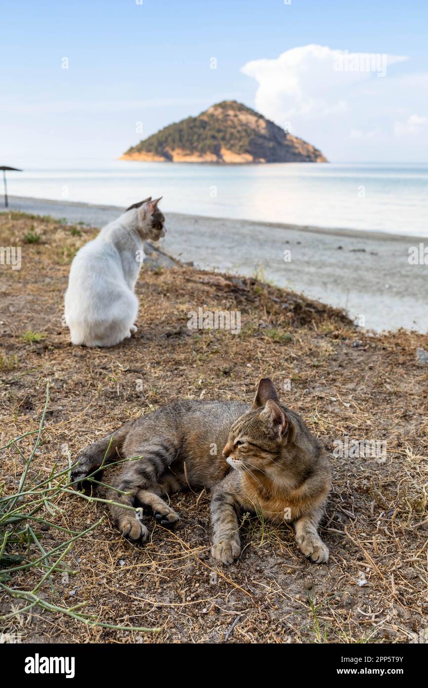 Cat beach relax hi-res stock photography and images - Alamy
